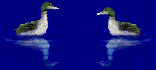 Ducks Animals Animated Clipart GIF Free