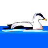 Ducks Animals Animated Clipart GIF Free