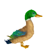Ducks Animals Animated Clipart GIF Free