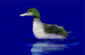 Ducks Animals Animated Clipart GIF Free