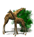 Giraffes Animals Animated Clipart GIF Free