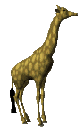 Giraffes Animals Animated Clipart GIF Free