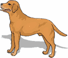 Golden Retrievers Animals Animated Clipart GIF Free