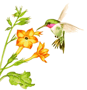 Hummingbirds Animals Animated Clipart GIF Free