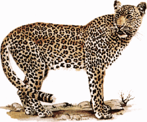 Leopards Animals Animated Clipart GIF Free