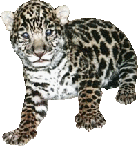 Leopards Animals Animated Clipart GIF Free