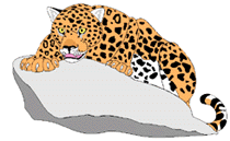 Leopards Animals Animated Clipart GIF Free