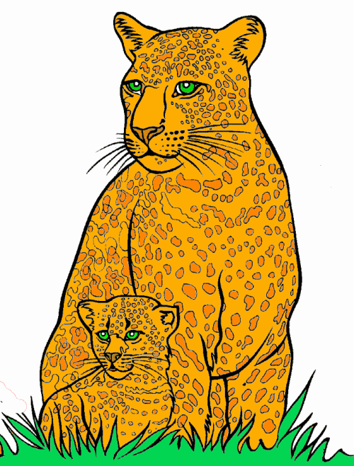 Leopard Free Download GIF HD Animals Leopards GIF