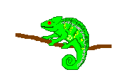 Lizards Animals Animated Clipart GIF Free
