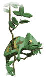 Lizards Animals Animated Clipart GIF Free