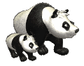 Pandas Animals Animated Clipart GIF Free