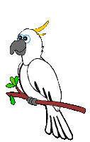 Parrots Animals Animated Clipart GIF Free