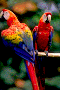 Parrots Animals Animated Clipart GIF Free