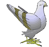 Pigeons Animals Animated Clipart GIF Free