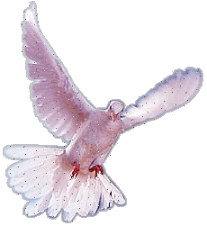 Pigeons Animals Animated Clipart GIF Free