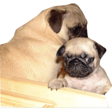 Pugs Animals Animated Clipart GIF Free