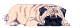Pugs Animals Animated Clipart GIF Free