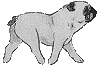 Pugs Animals Animated Clipart GIF Free