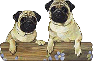 Pugs Animals Animated Clipart GIF Free