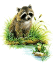 Raccoons Animals Animated Clipart GIF Free