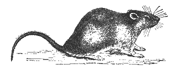 Rats Animals Animated Clipart GIF Free