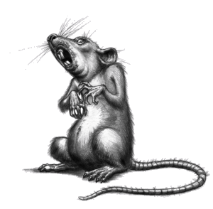 Rats Animals Animated Clipart GIF Free