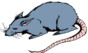 Rats Animals Animated Clipart GIF Free
