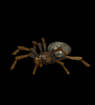 Spiders Animals Animated Clipart GIF Free