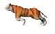 Tigers Animals Animated Clipart GIF Free