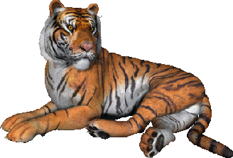 Tigers Animals Animated Clipart GIF Free