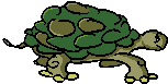 Turtles Animals Animated Clipart GIF Free