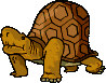 Turtles Animals Animated Clipart GIF Free