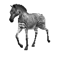 Zebras Animals Animated Clipart GIF Free