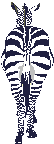 Zebras Animals Animated Clipart GIF Free