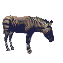 Zebras Animals Animated Clipart GIF Free