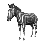 Zebras Animals Animated Clipart GIF Free