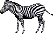 Zebras Animals Animated Clipart GIF Free